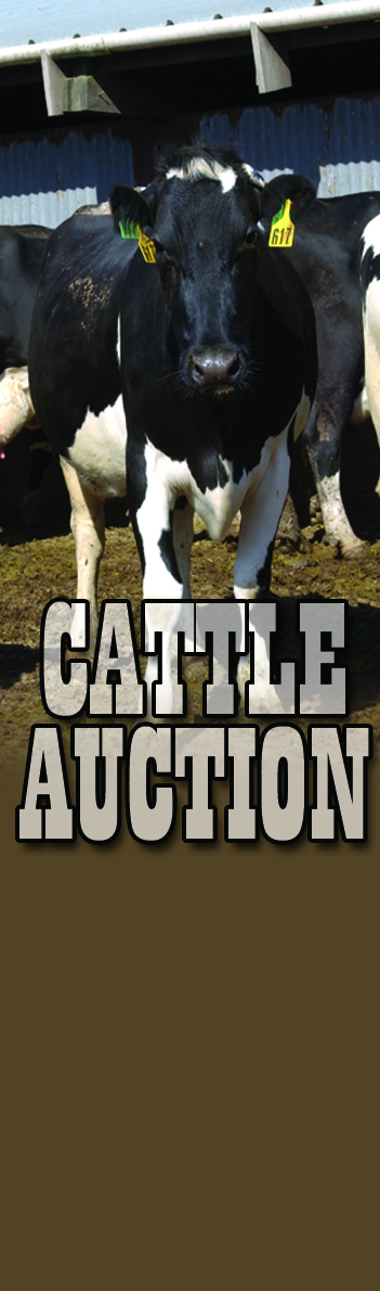 Jordan Cattle Auction | San Saba News & Star