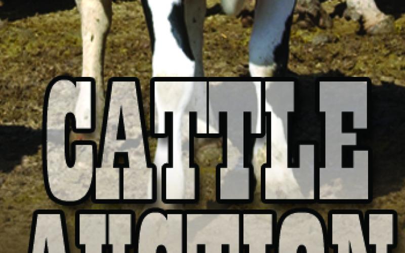 Jordan Cattle Auction | San Saba News & Star